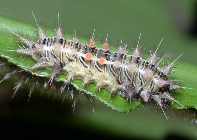 Stinging Nettle Caterpillar Confirmed on Kauai | Maui Now | Hawaii News