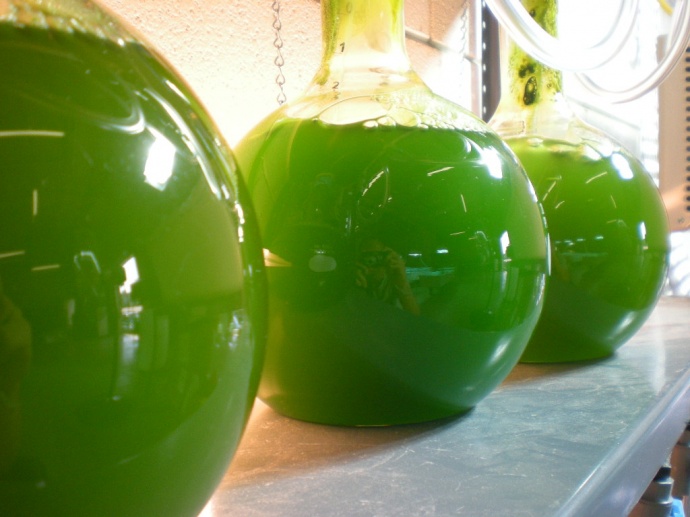 Algae-Based Biofuel Testing Comes to Hawai'i | Maui Now | Hawaii News