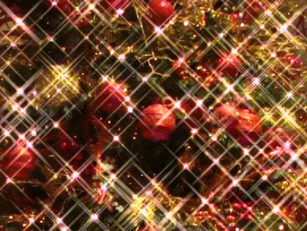 Grand Wailea Annual Tree Lighting Ceremony, Dec. 2 : Maui Now