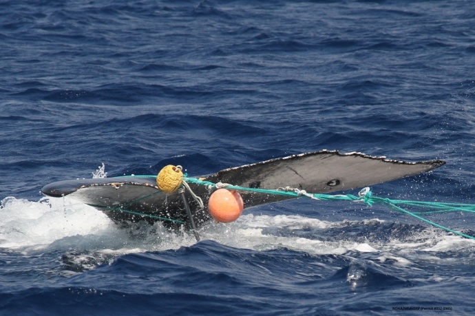 Humpback Whale Freed of Entanglement in Maui Waters : Maui Now