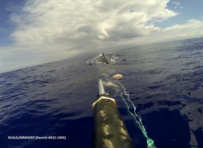 Humpback Whale Freed of Entanglement in Maui Waters | Maui Now | Hawaii ...