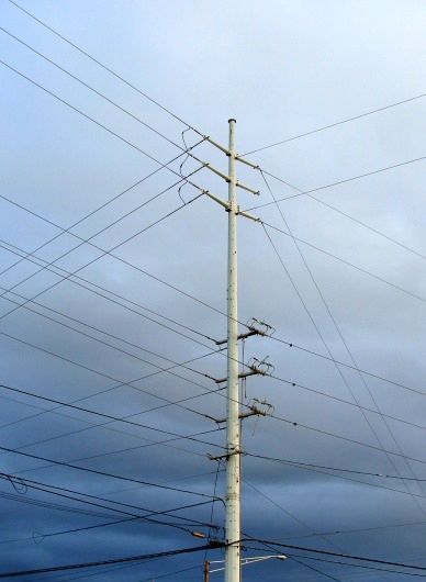 Tree Branch Identified as Cause of Lahaina Outage : Maui Now