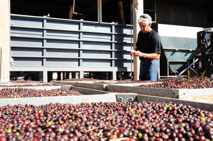 MauiGrown Coffee Takes Top Honors at Cupping Competition : Maui Now