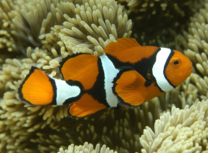 Orange Clownfish Under Review For Listing as Threatened or Endangered ...