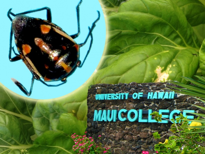 Invasive Stink Bug Threatens Crops on Maui : Maui Now