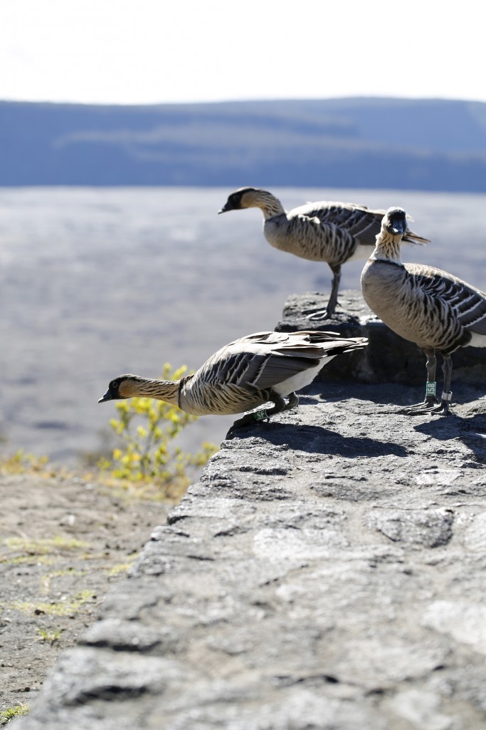 Nesting Season for Endangered Nēnē Begins : Maui Now