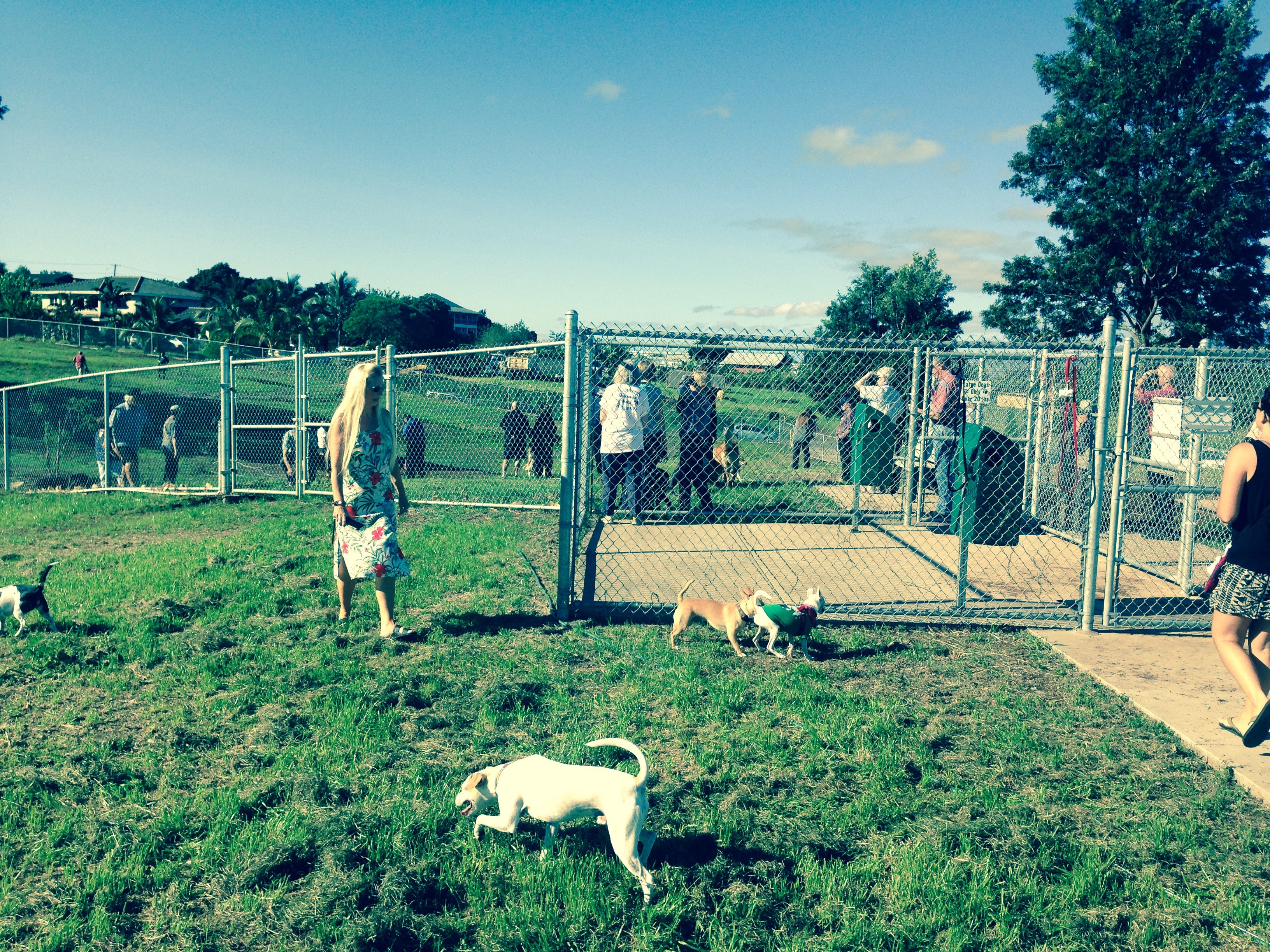 Who Let the Dogs Out? Upcountry Dog Park Opens | Maui Now | Hawaii News