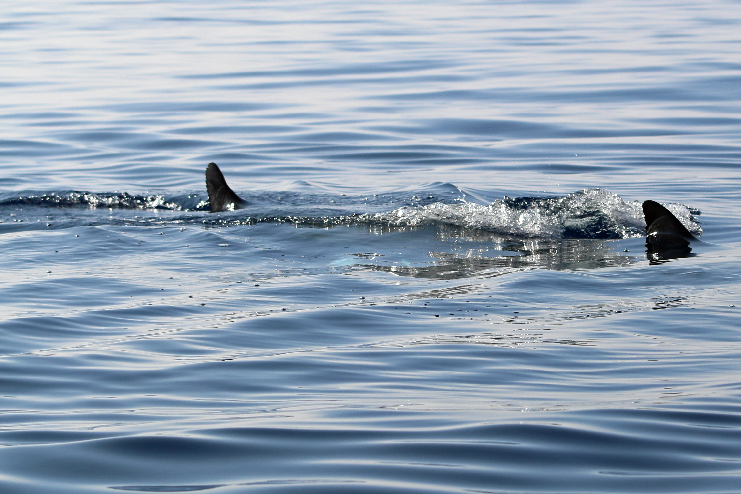 UPDATE Shark Sighting in Wailea: Witnesses Describe Aggressive Behavior ...