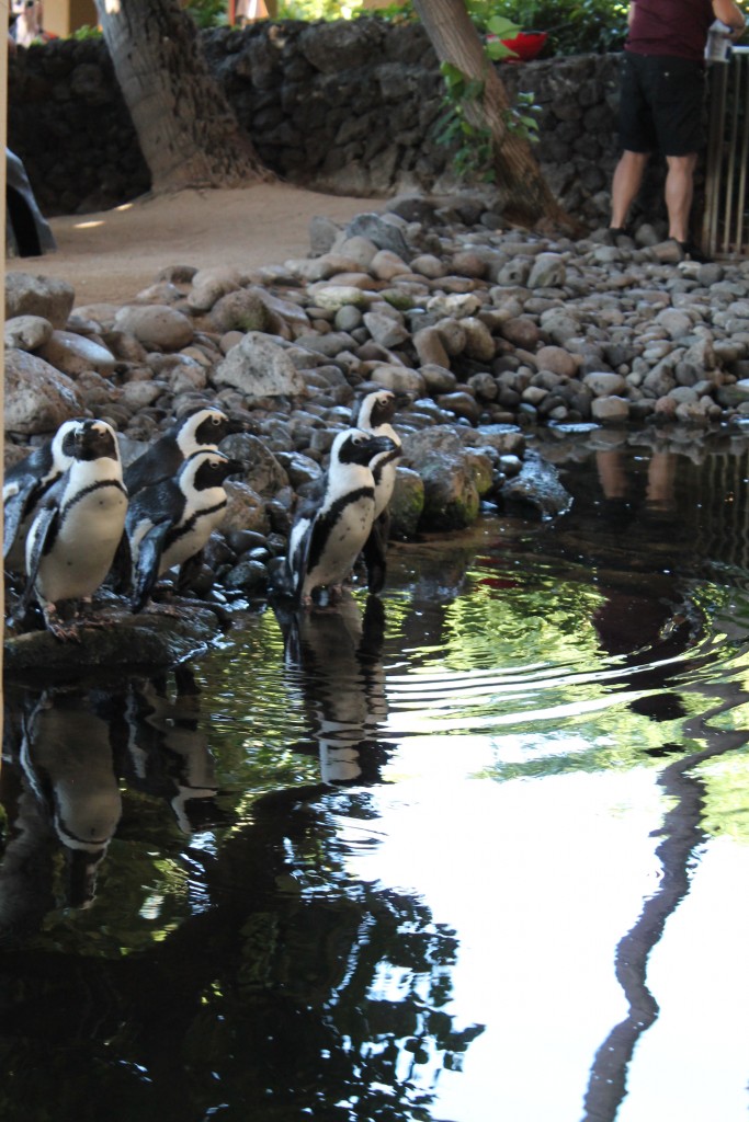 VIDEO: Hyatt Regency Maui Celebrates Penguin Awareness Day : Maui Now