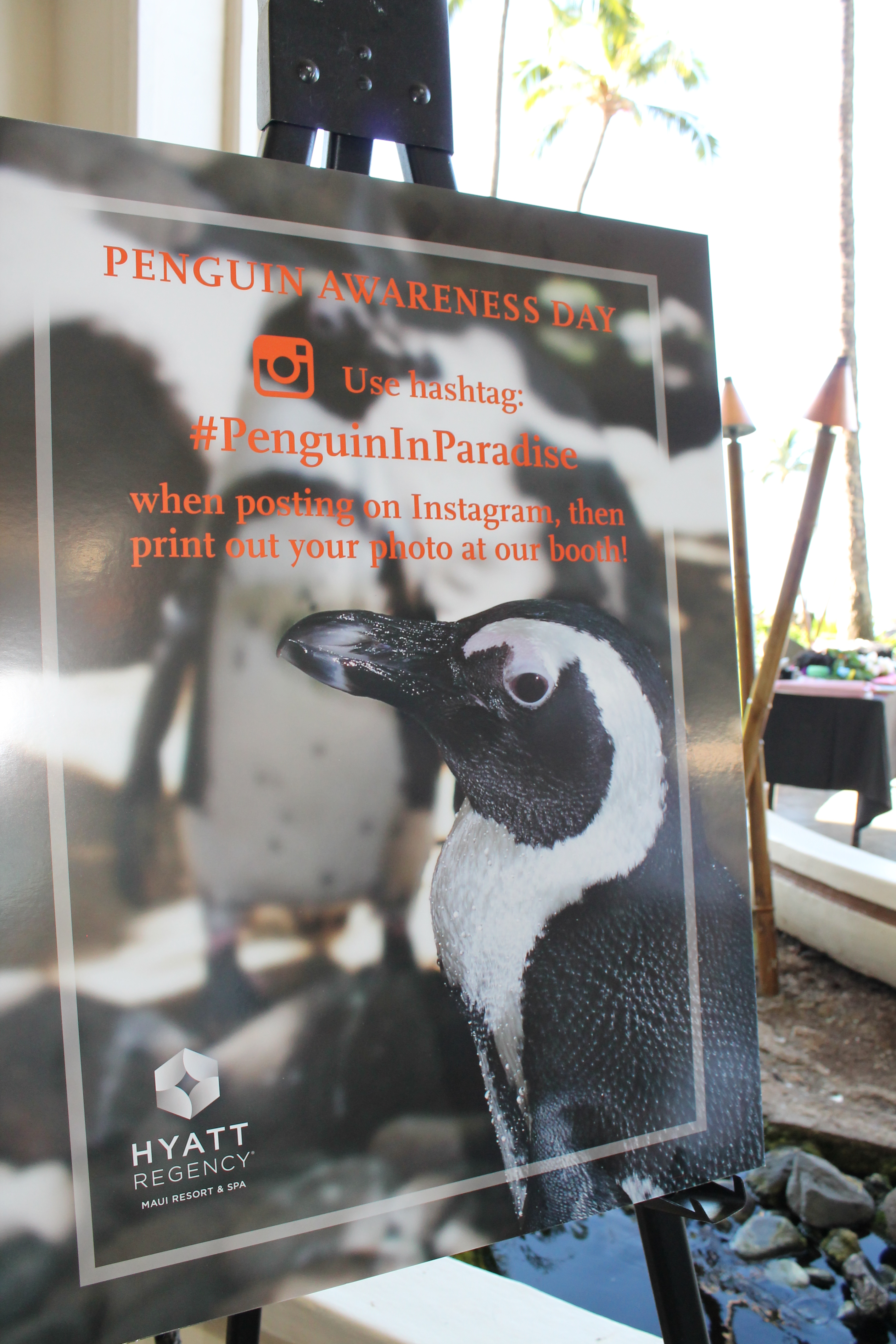 VIDEO: Hyatt Regency Maui Celebrates Penguin Awareness Day | Maui Now ...