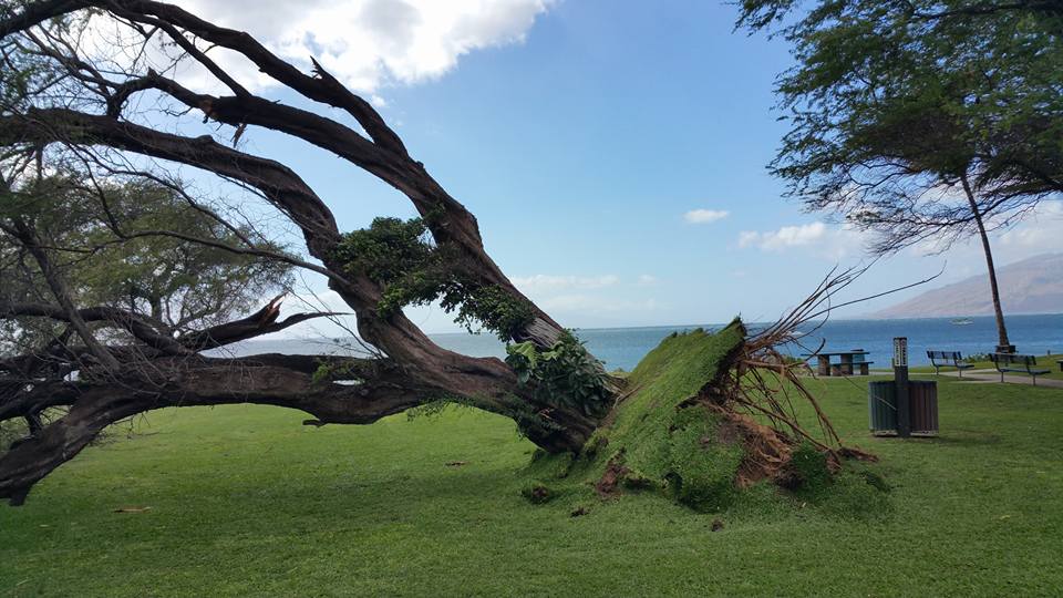 Large Tree Falls Near Kamaʻole I; Wind Advisory in Effect : Maui Now