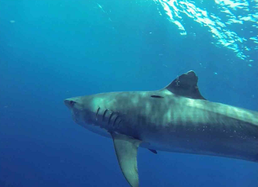 Maui Has More Shark Habitat Than Other Islands : Maui Now