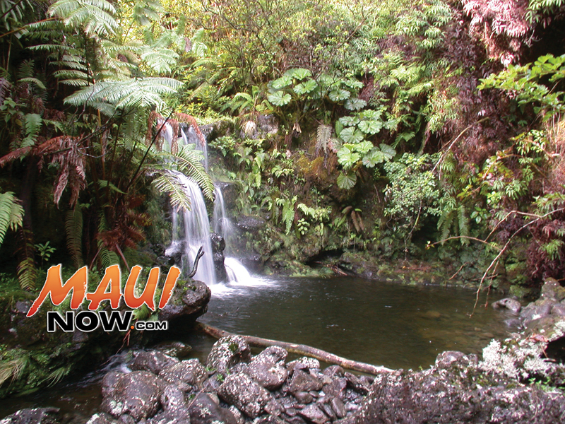 New Species of Fern Discovered in Remote Maui Streams : Maui Now