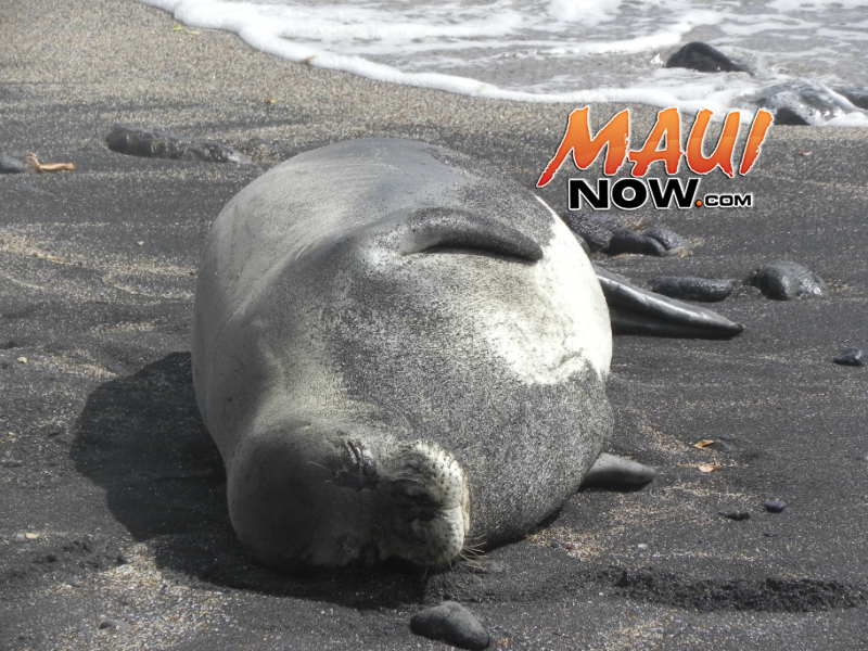 Death of Endangered Monk Seal Considered Suspicious : Maui Now
