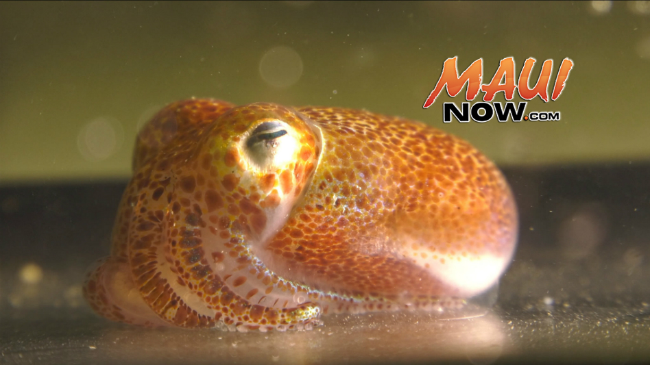 Native Squid Used in Research of Environment and Human Health : Maui Now