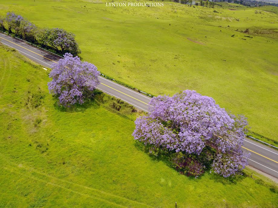 Moderate Winds & Sun Today, Changes Expected Soon : Maui Now