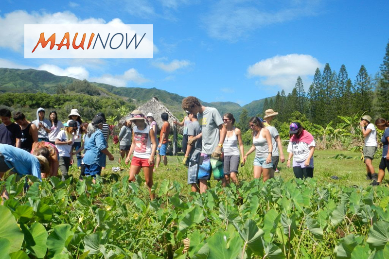 18 Maui Farm Apprentices Graduate from Mentor Program : Maui Now