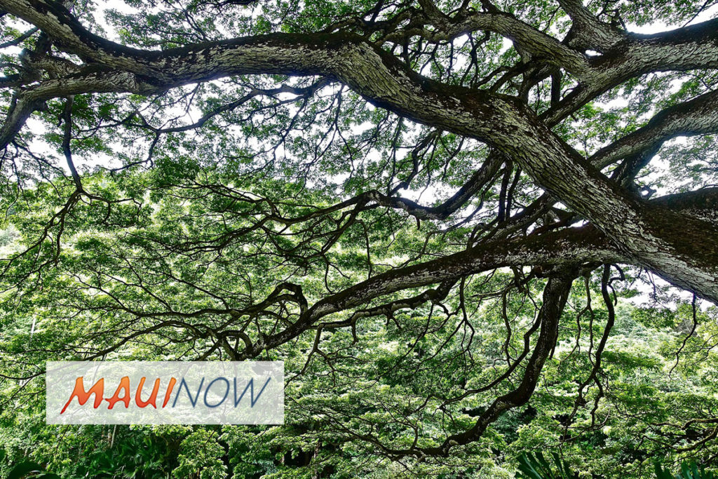 Ask the Mayor: Who Permitted Monkeypod Tree Removal? : Maui Now
