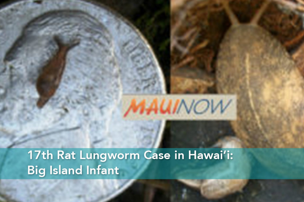 Big Island Infant is Hawai‘i’s 17th Rat Lungworm Case : Maui Now