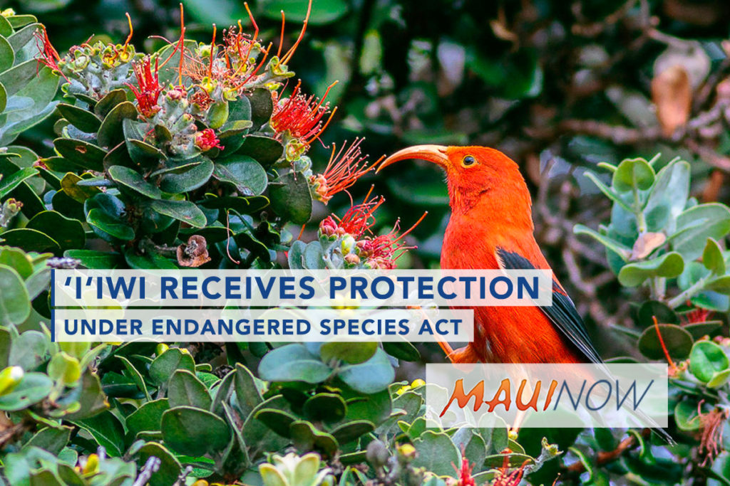 ‘I‘iwi Receives Protection Under Endangered Species Act : Maui Now