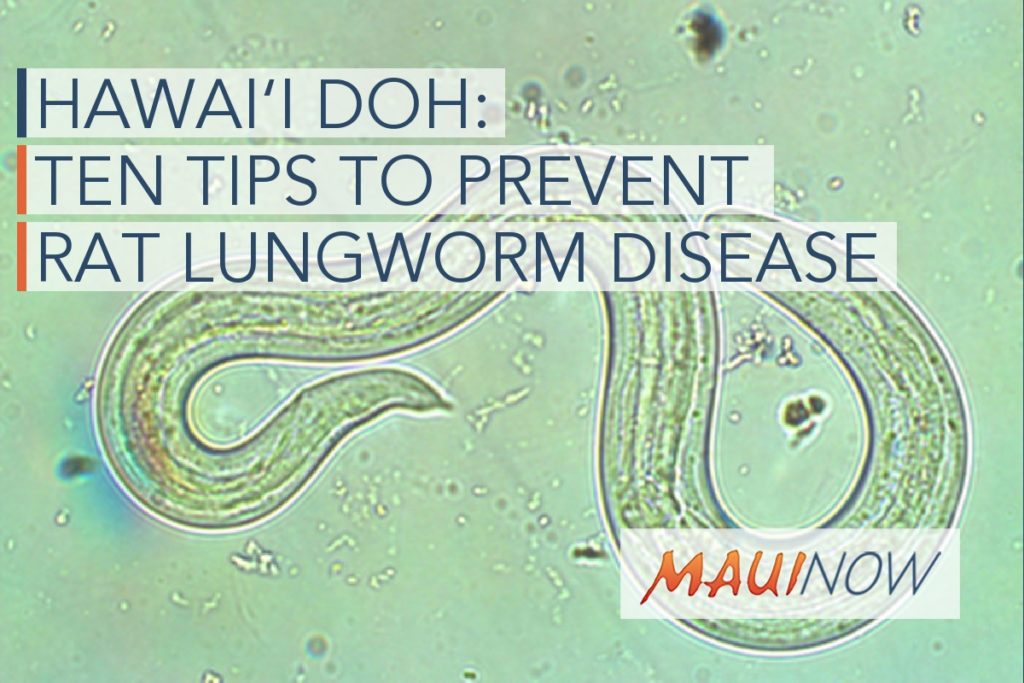 Hawai‘i DOH: Ten Tips to Prevent Rat Lungworm Disease : Maui Now