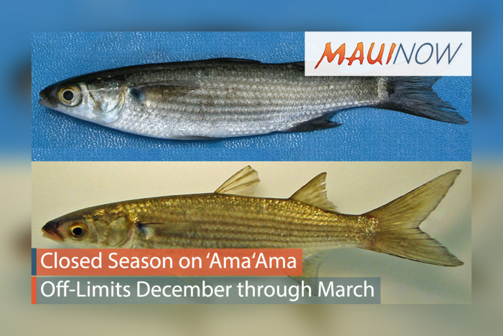Closed Season on ‘Ama‘Ama Starts Dec. 1 : Maui Now