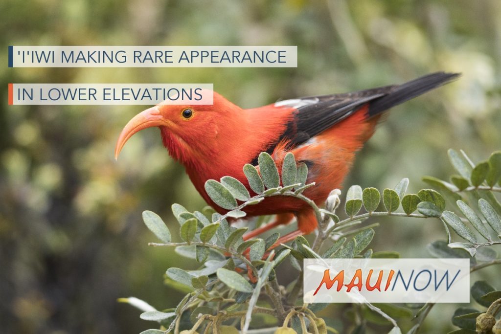 ‘I’iwi Making Appearance in Lower Elevations : Maui Now