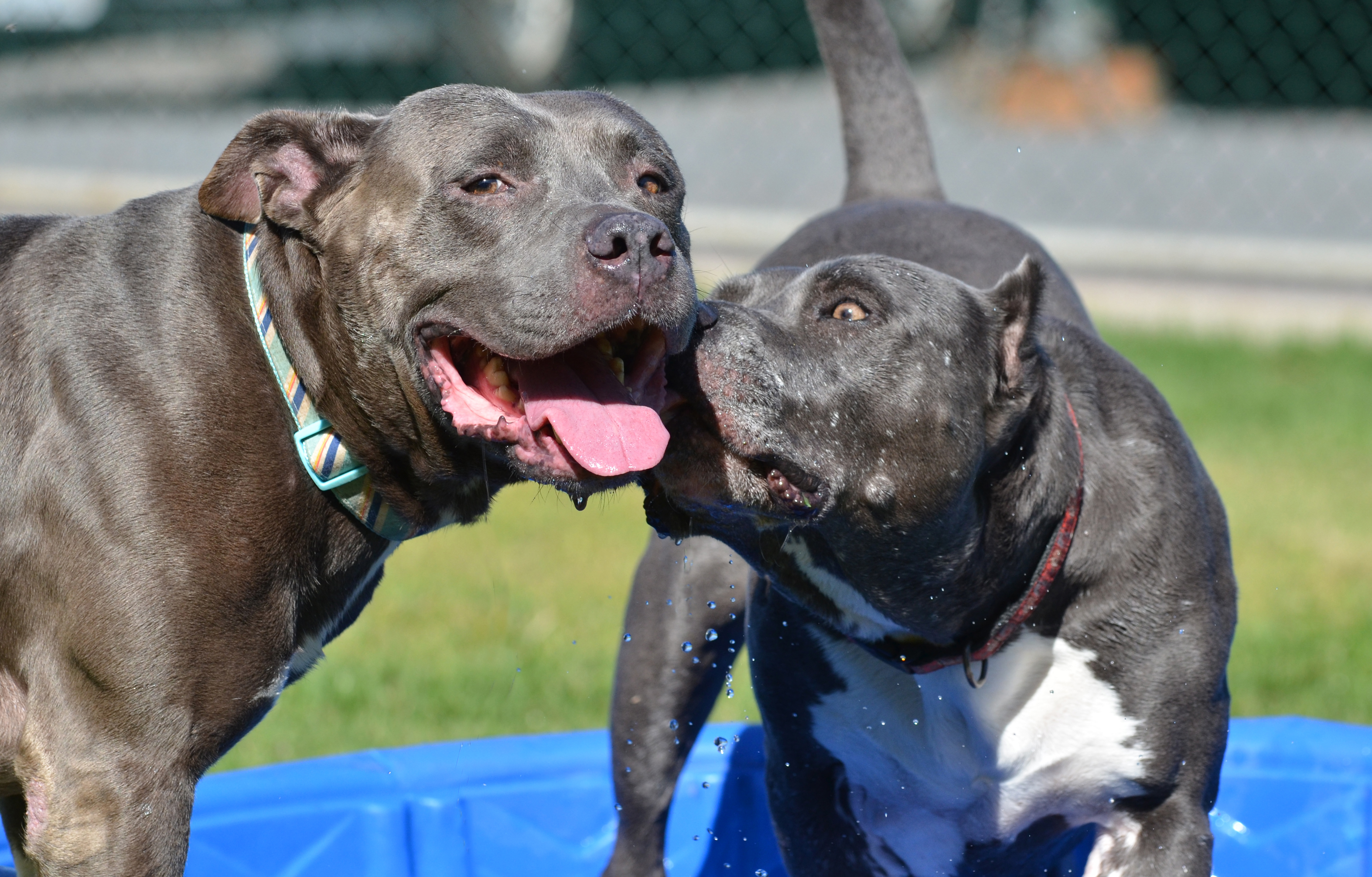 Hang Out with Maui Humane Society's Pets of the Week | Maui Now ...