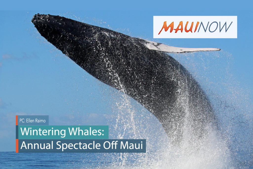 Wintering Whales: Annual Spectacle Off Maui : Maui Now