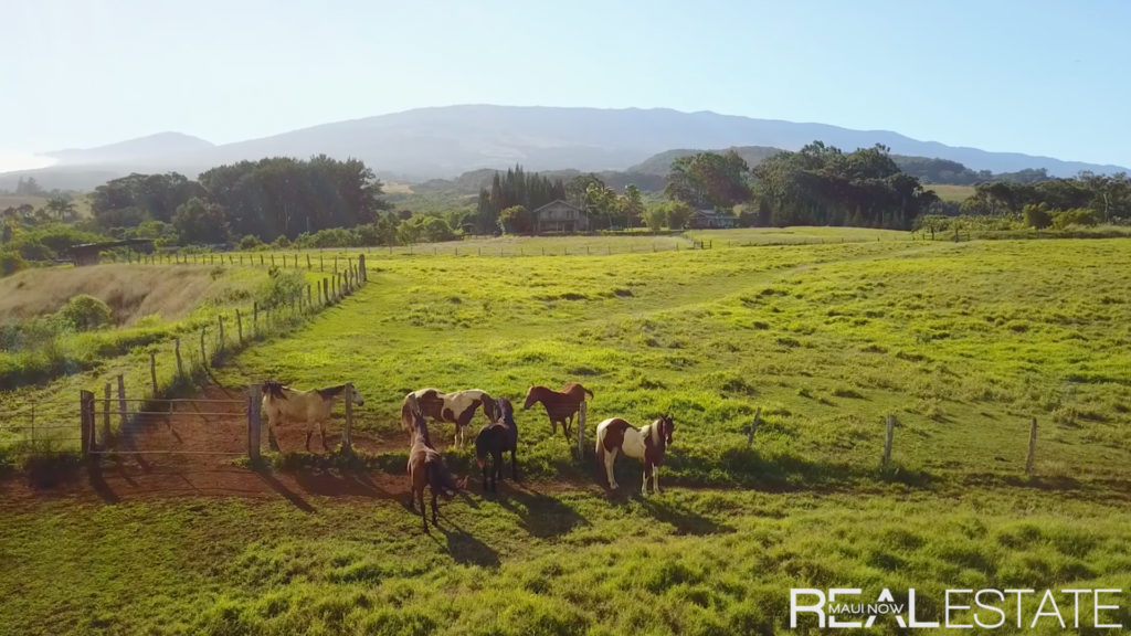 Mea Makamae Ranch : Maui Now