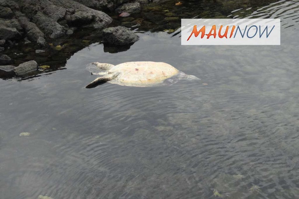 Second Turtle Killing in the Last Week Leads to an Arrest : Maui Now