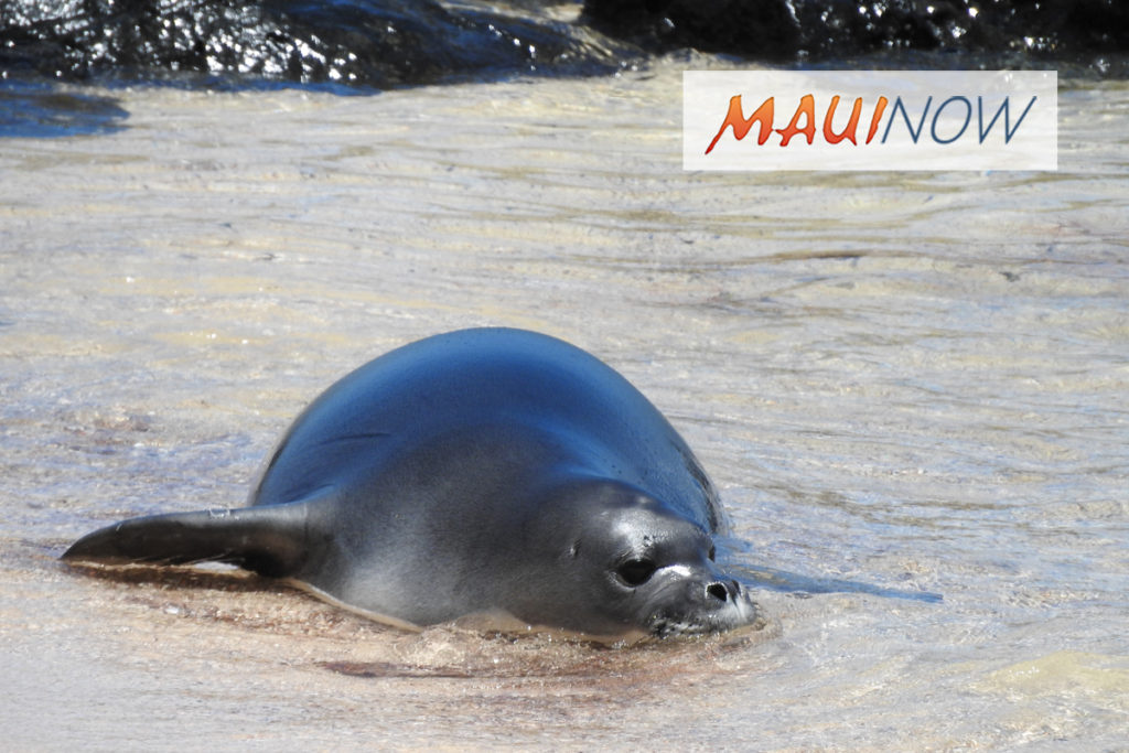 NOAA Needs Help Counting Hawaiian Monk Seals : Maui Now