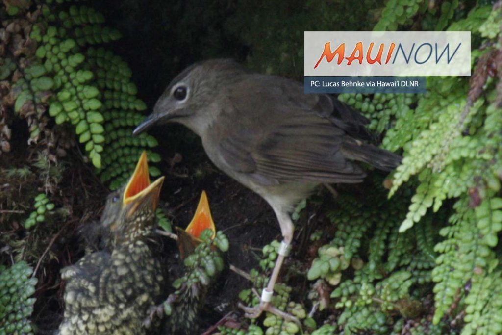 Study Explores Native Bird Survival in Kaua‘i’s Forests : Maui Now