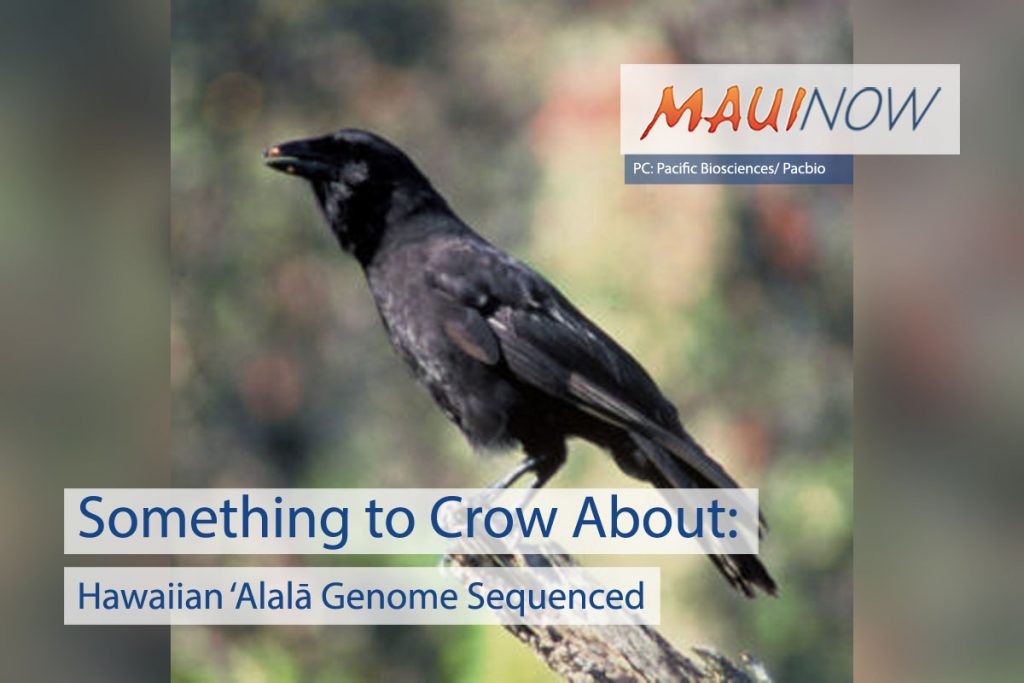 Something to Crow About: Hawaiian ‘Alalā Genome Sequenced : Maui Now