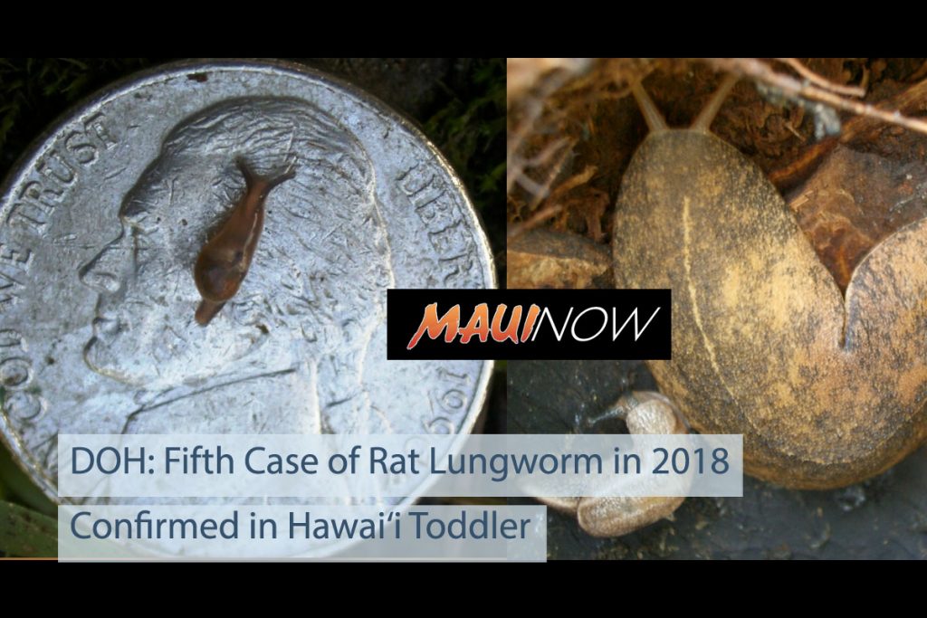 Fifth Hawai‘i Case of Rat Lungworm in 2018 Confirmed in Toddler : Maui Now