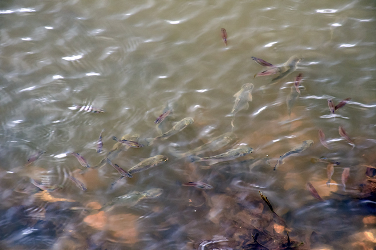 Mullet Hatchery Provides New Insight at Ancient Hawaiian Fishponds ...