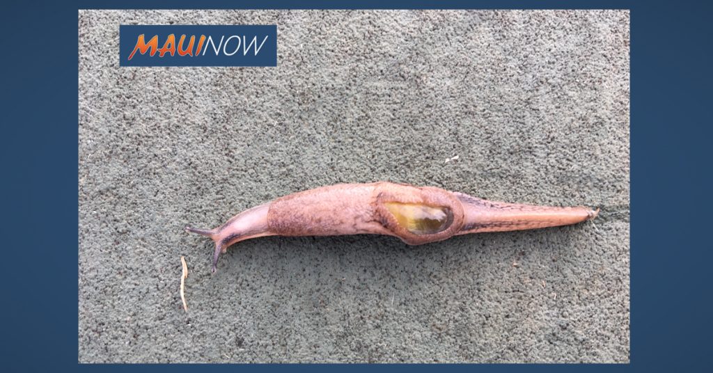 Semi-Slug Found in Kohala Sparks Rat Lungworm Vigilance : Maui Now
