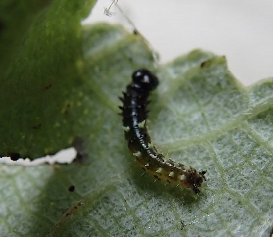 Maui Now : Invasive Caterpillar Threatens Rare Native Plants on Maui