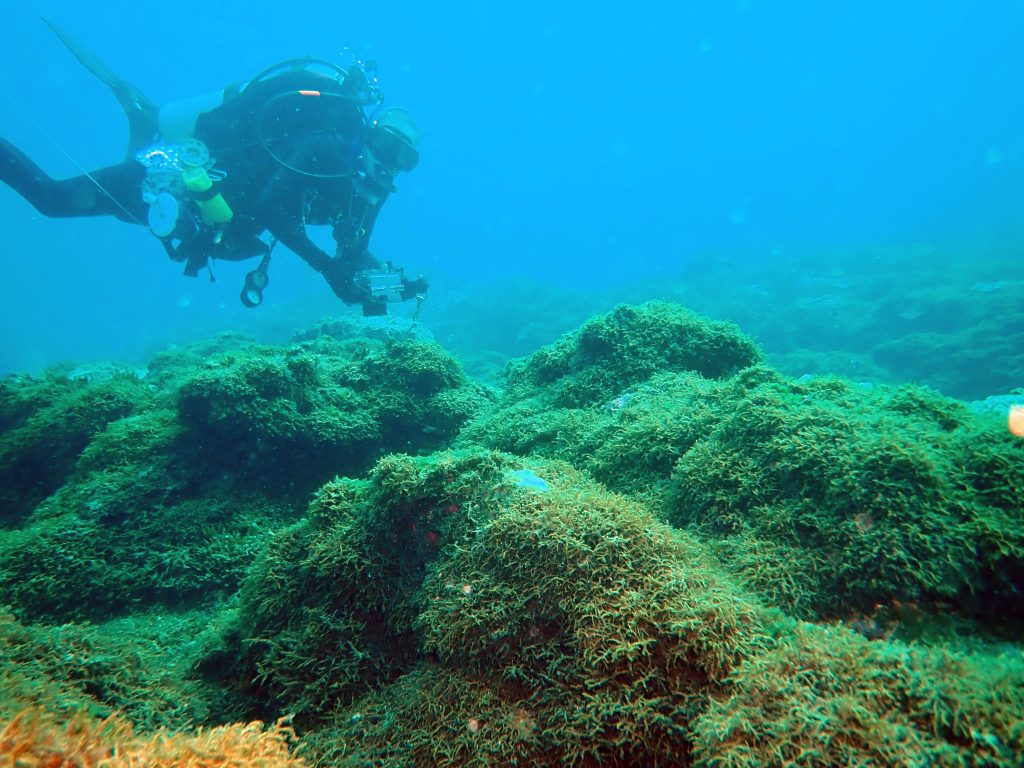 Coral Reef Damage, Invasive Alga at Papahānaumokuākea | Maui Now ...
