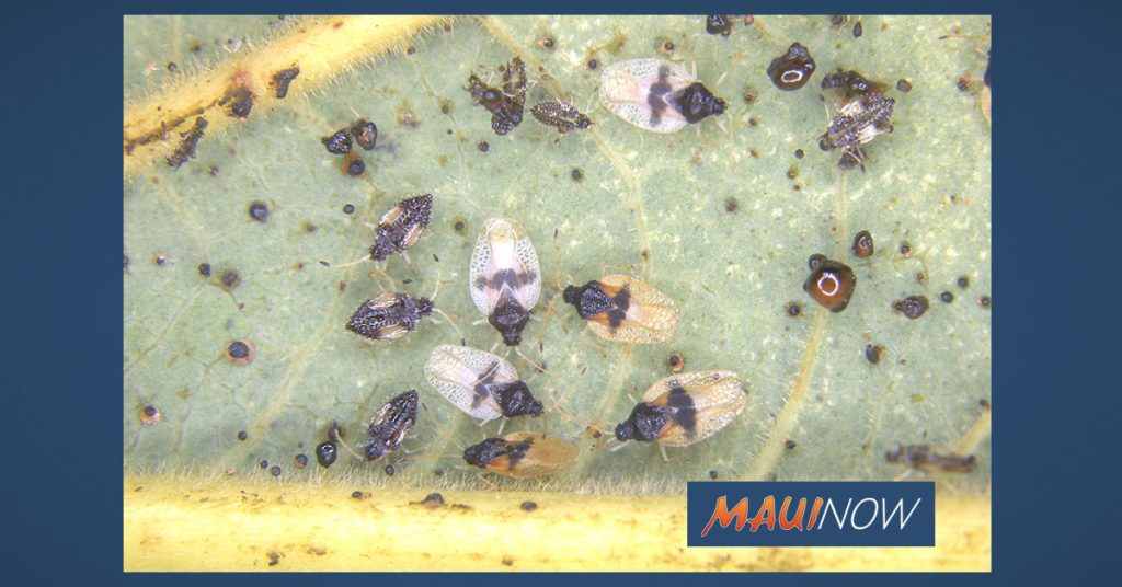 Avocado Lace Bug Detected in Hawai‘i : Maui Now