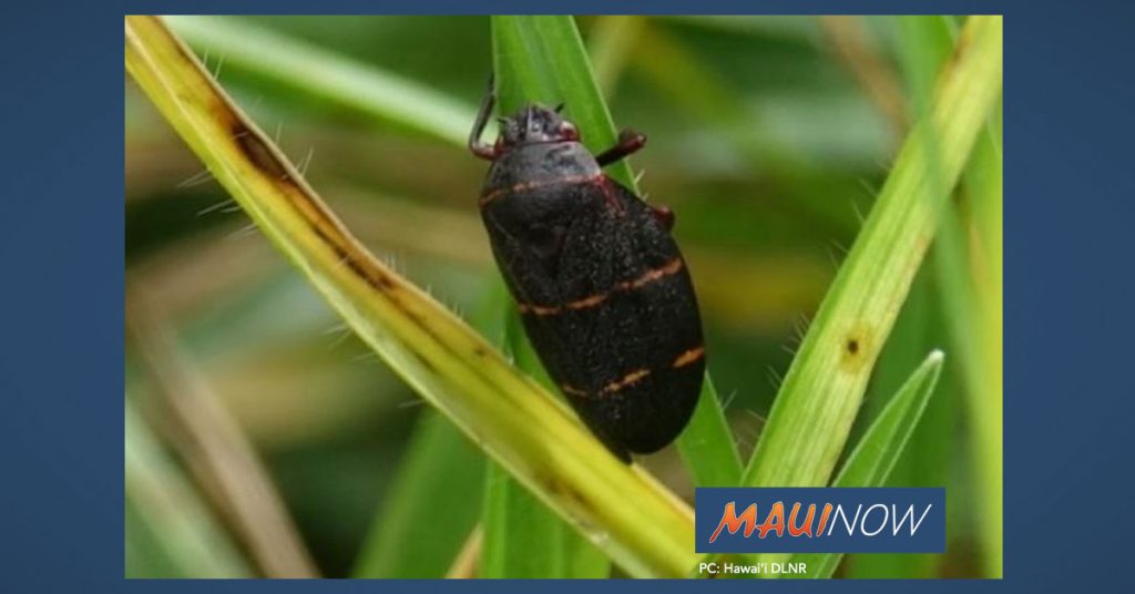 Schatz Seeks Federal Help to Fight Invasive Spittlebug on Hawai‘i ...