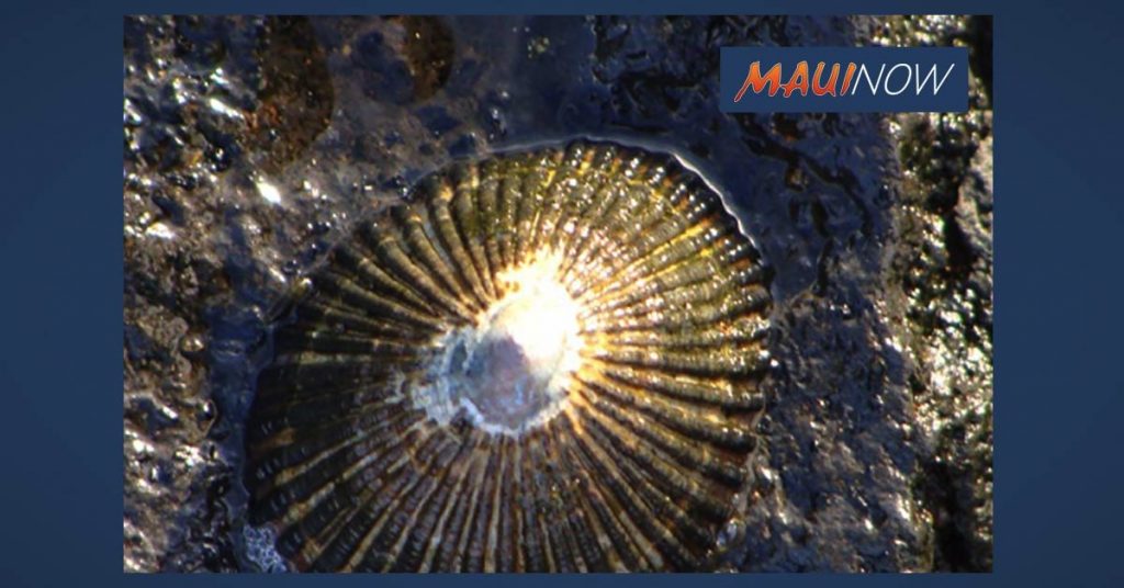 Maui Opihi Picker Airlifted After Suffering Serious Injuries in Fall ...