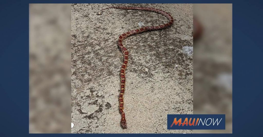 Dead 2-Foot Corn Snake Found Fronting Kahului Restaurant : Maui Now