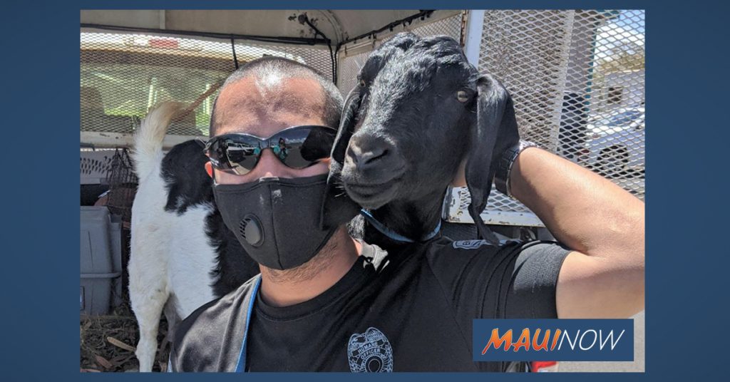 Happy Ending Times Two: A Lost Goat with a Surprise : Maui Now