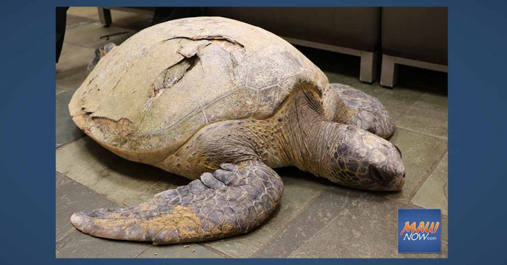 Latest Turtle Hit by Boat is Euthanized; 22 Boat Strikes in 2020 Raises ...