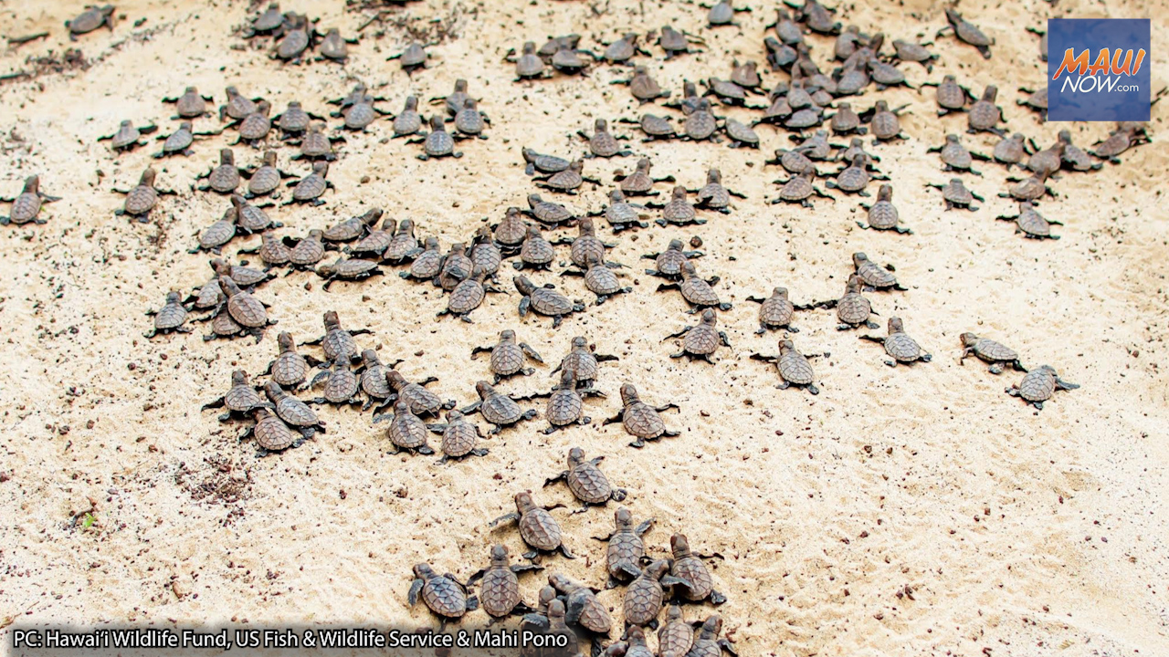 Push to Restore Hunting of Hawaiian Turtles Underway | Maui Now