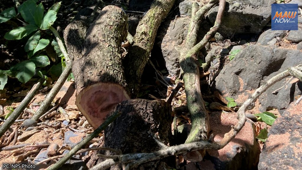 Tree Poaching reported at Lelekea Beach in Kīpahulu District of ...