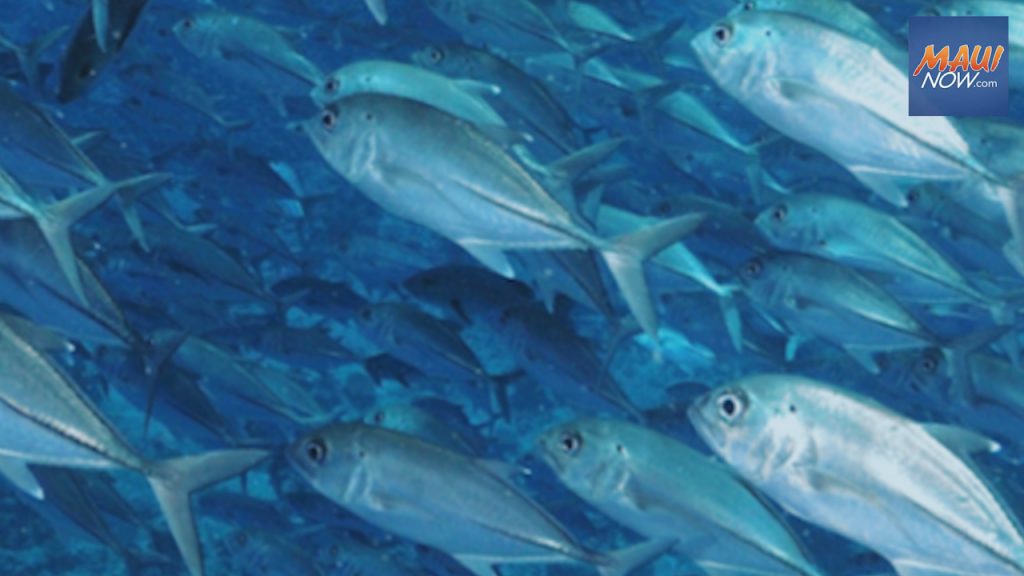 Statewide fishing organization hosts fishers’ meetings on “Marine 30×30 ...