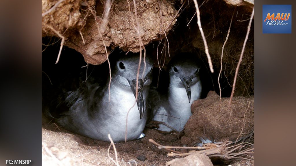 Hawaiian Electric announces long-term protection plan for Maui’s ...