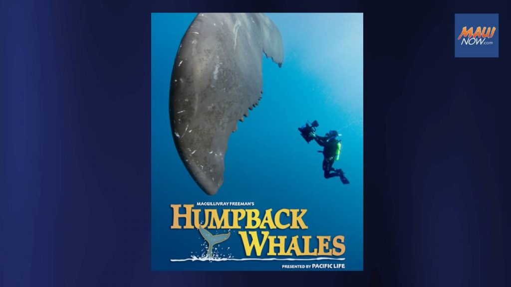 Free Movie in the Park in Lahaina returns with ‘Humpback Whales’ : Maui Now